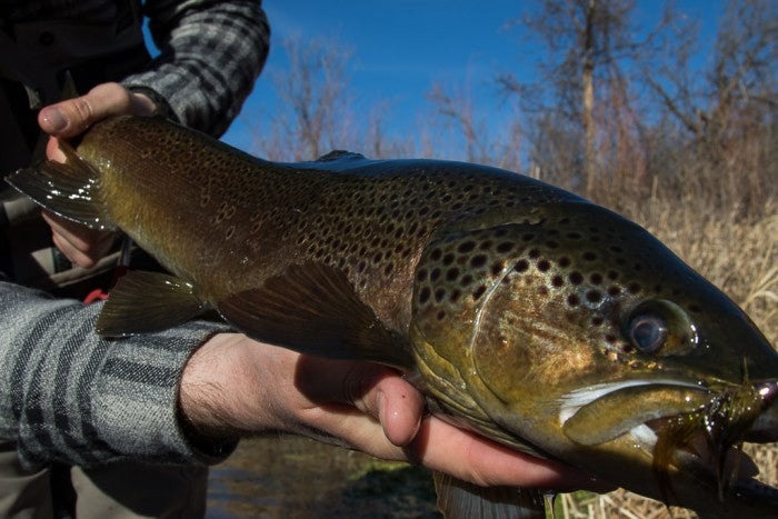 Prairie Trout. – Gazillionaire Girl Gang